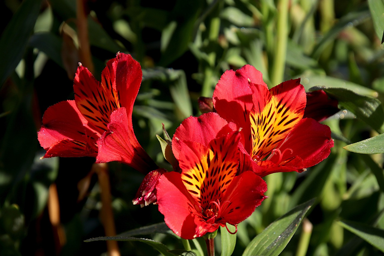 42 Best Red Flowering Plants to Add Romance to Your Garden – Eddys ...