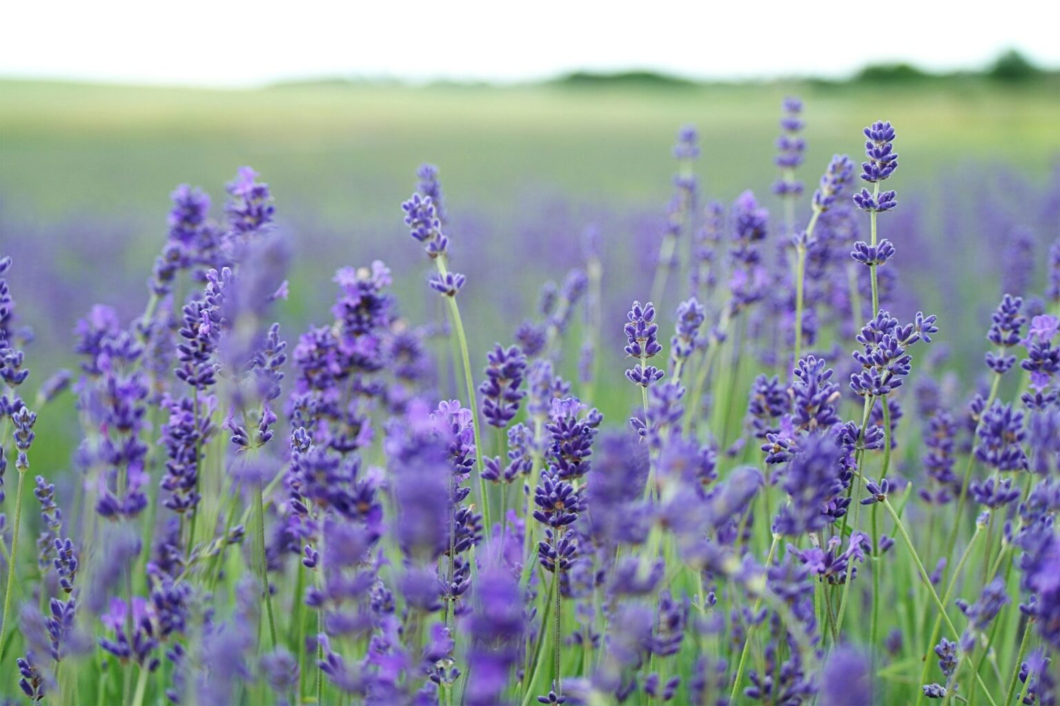 30 Best Purple Flowers: For A Beautiful Garden – Eddys Green Corner