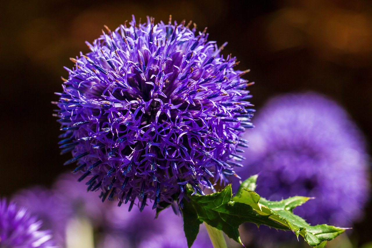 30 Best Purple Flowers: For A Beautiful Garden – Eddys Green Corner