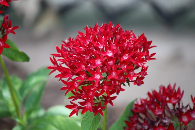 42 Best Red Flowering Plants to Add Romance to Your Garden – Eddys ...