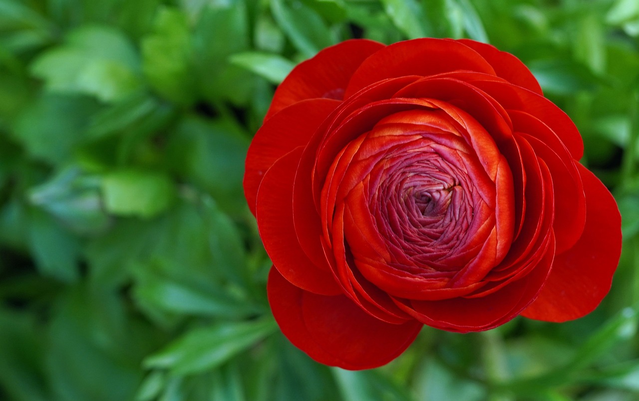 42 Best Red Flowering Plants to Add Romance to Your Garden – Eddys ...
