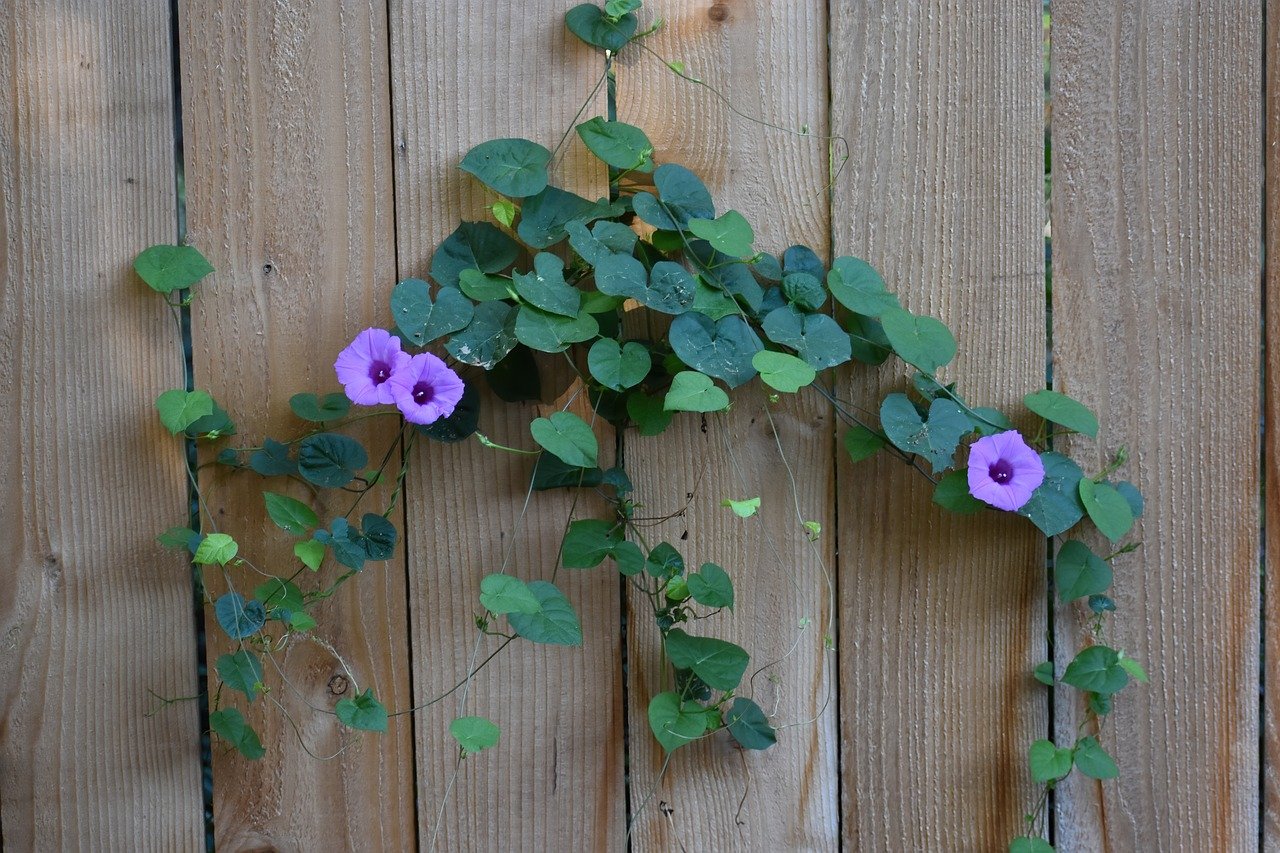 30 Best Purple Flowers: For A Beautiful Garden – Eddys Green Corner