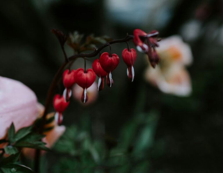 42 Best Red Flowering Plants to Add Romance to Your Garden – Eddys ...