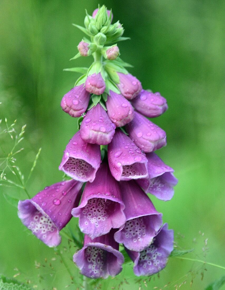 30 Best Purple Flowers: For A Beautiful Garden – Eddys Green Corner