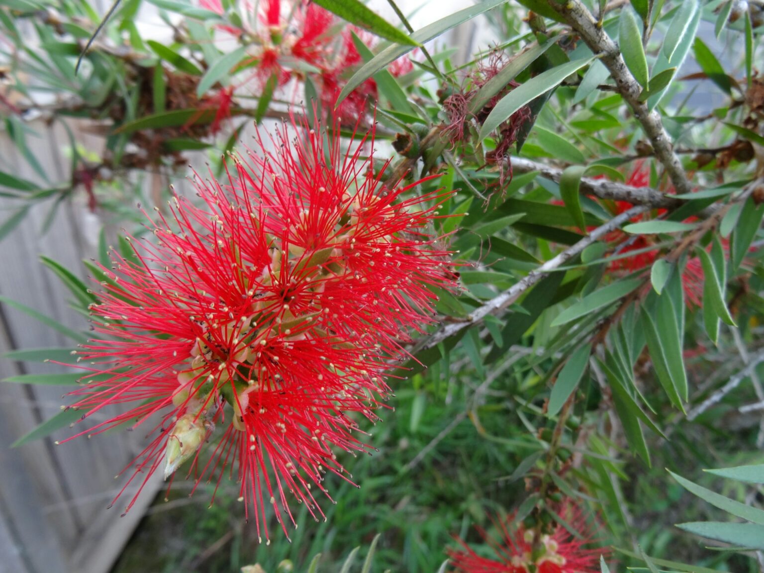 42 Best Red Flowering Plants to Add Romance to Your Garden – Eddys ...