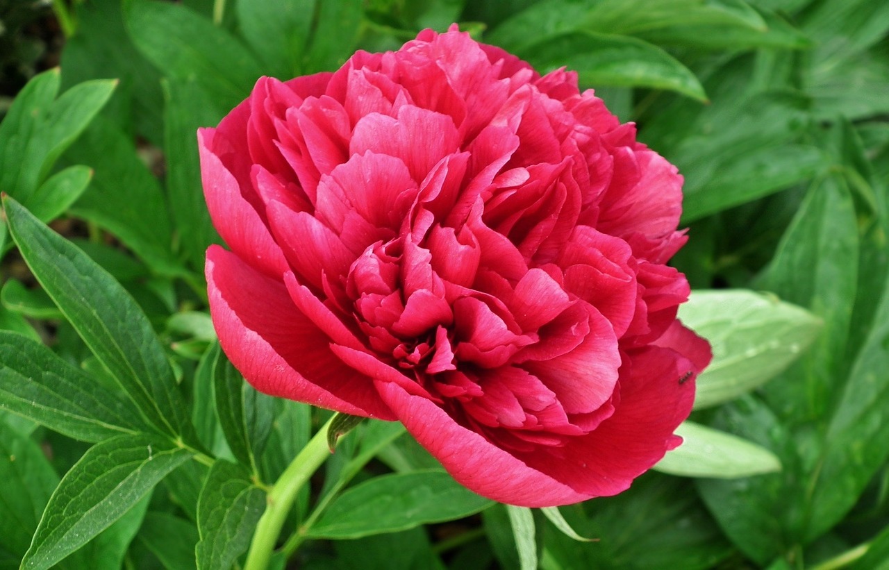 42 Best Red Flowering Plants to Add Romance to Your Garden – Eddys ...
