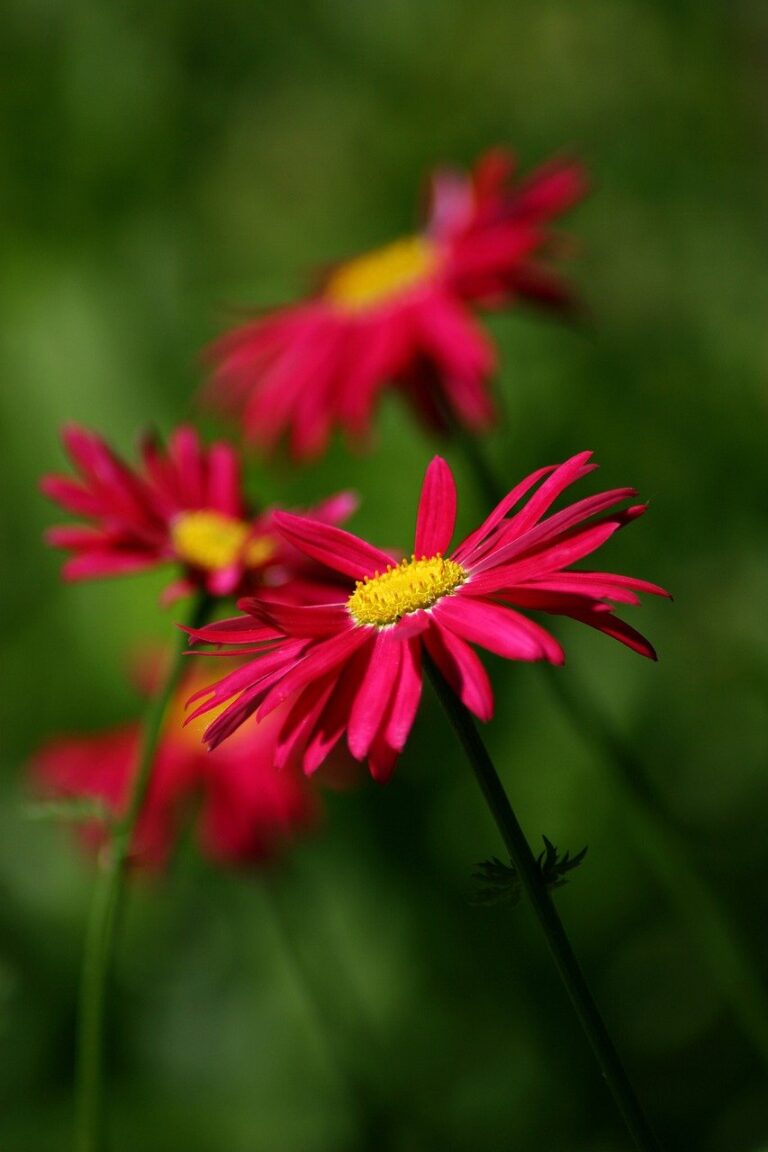 42 Best Red Flowering Plants to Add Romance to Your Garden – Eddys ...