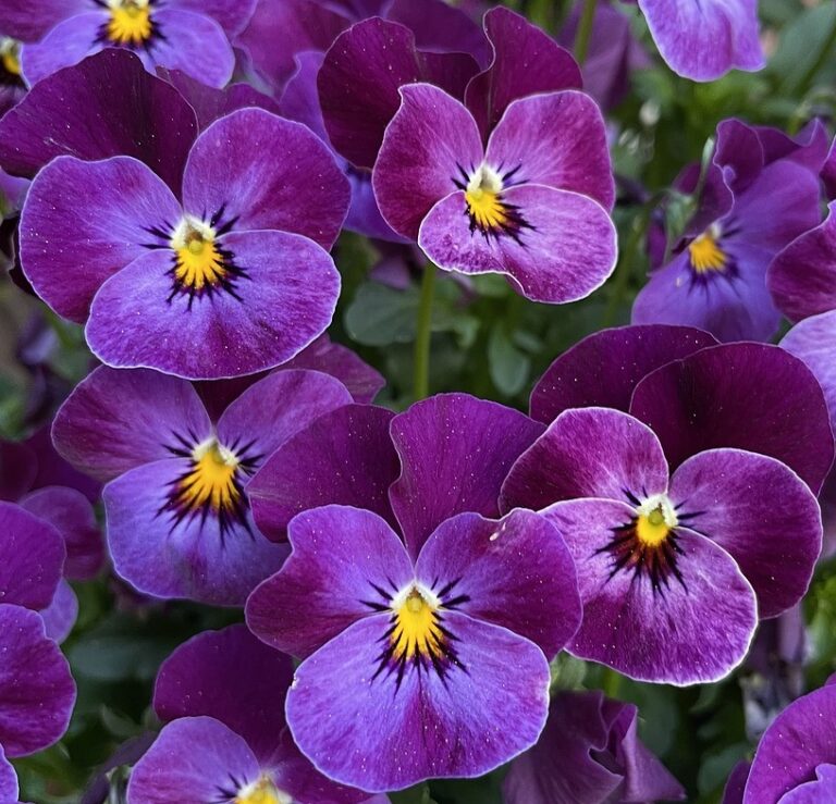 30 Best Purple Flowers: For A Beautiful Garden – Eddys Green Corner