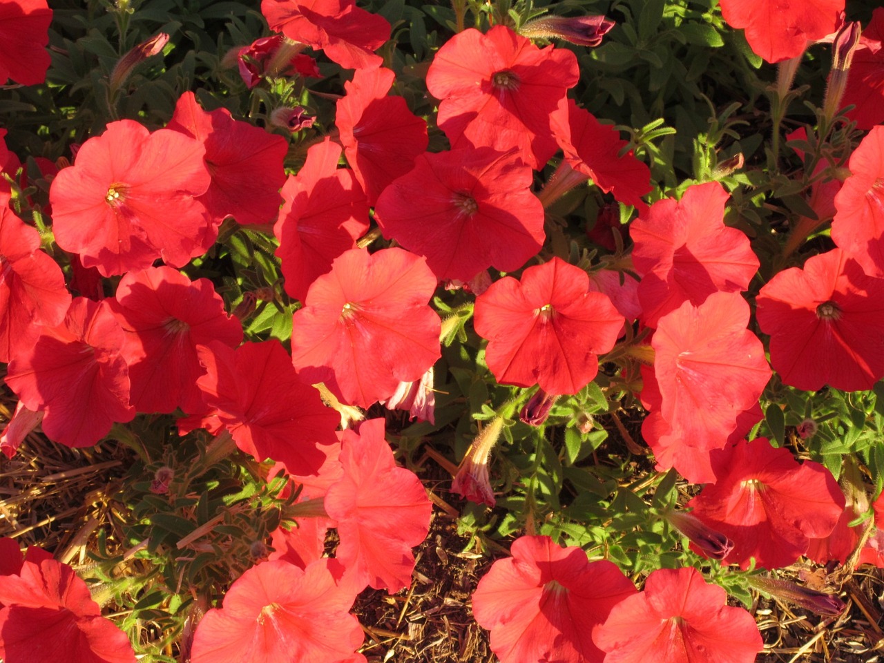 42 Best Red Flowering Plants to Add Romance to Your Garden – Eddys ...