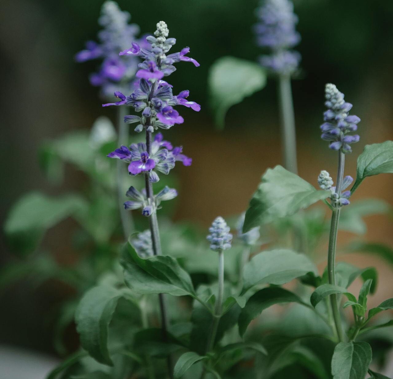30 Best Purple Flowers: For A Beautiful Garden – Eddys Green Corner