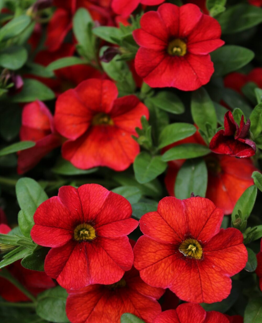 42 Best Red Flowering Plants to Add Romance to Your Garden – Eddys ...