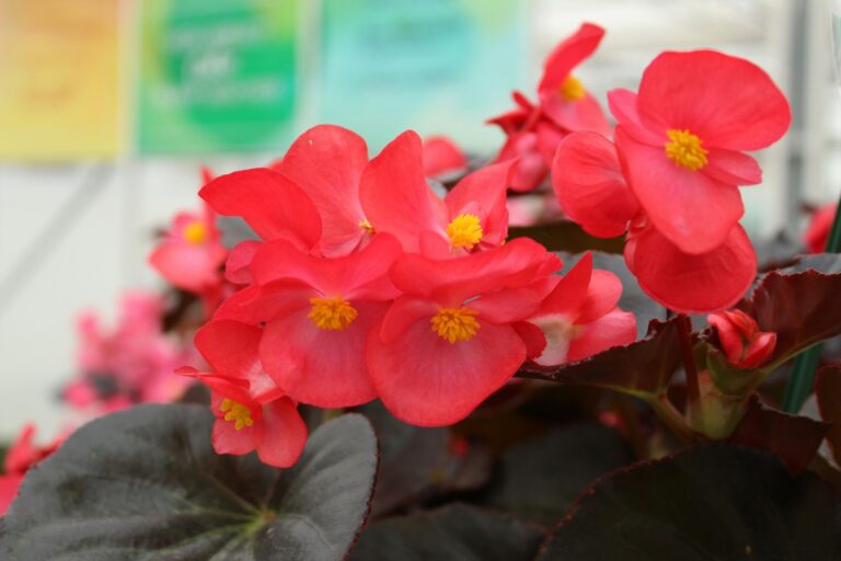 42 Best Red Flowering Plants to Add Romance to Your Garden – Eddys ...