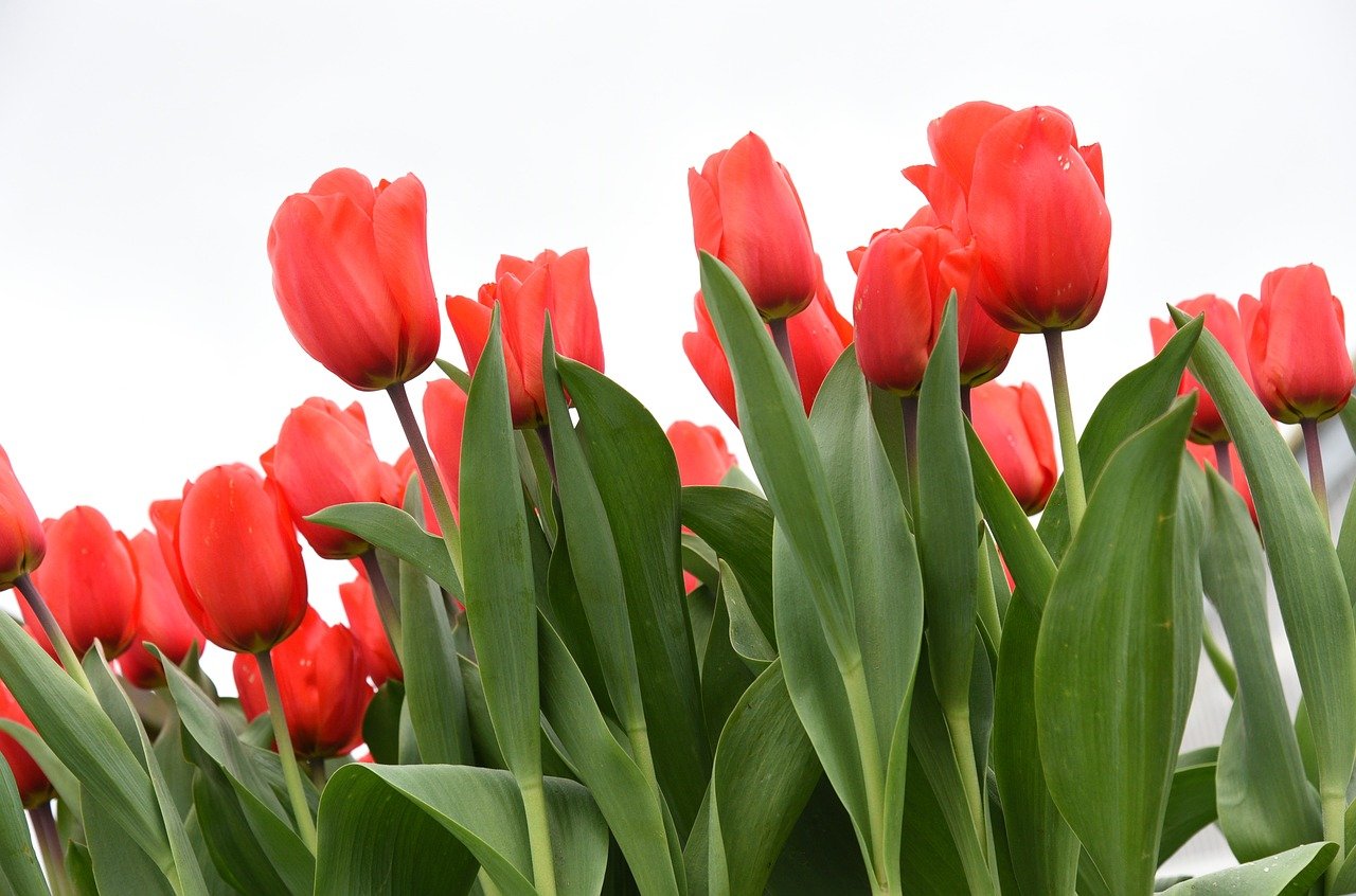 42 Best Red Flowering Plants to Add Romance to Your Garden – Eddys ...