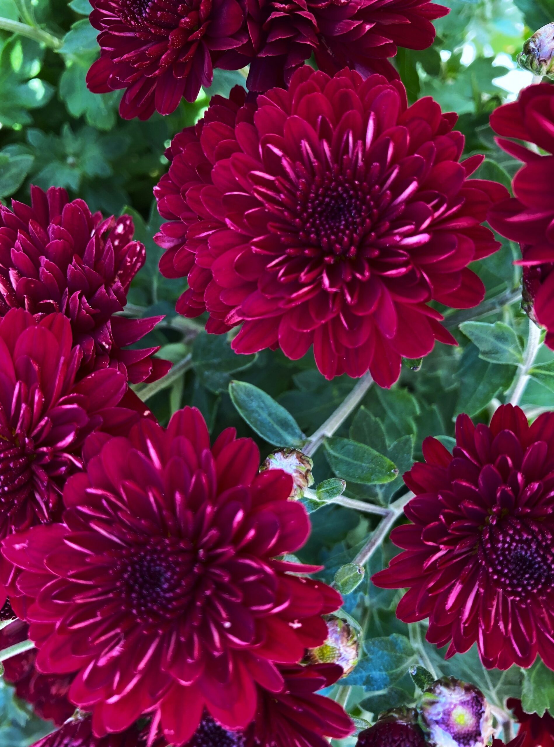 42 Best Red Flowering Plants to Add Romance to Your Garden – Eddys ...
