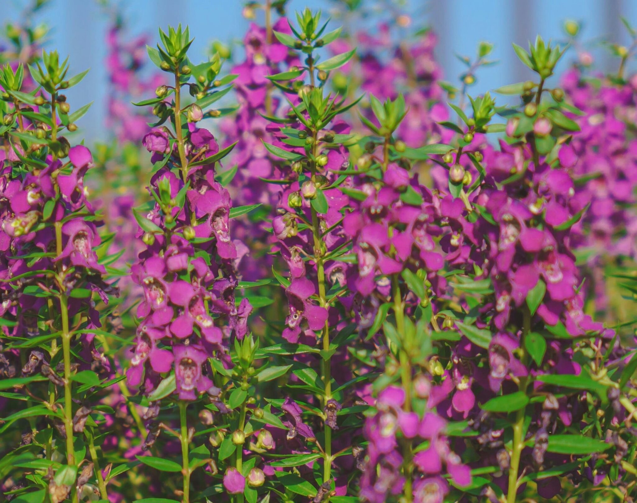 30 Best Purple Flowers: For A Beautiful Garden – Eddys Green Corner