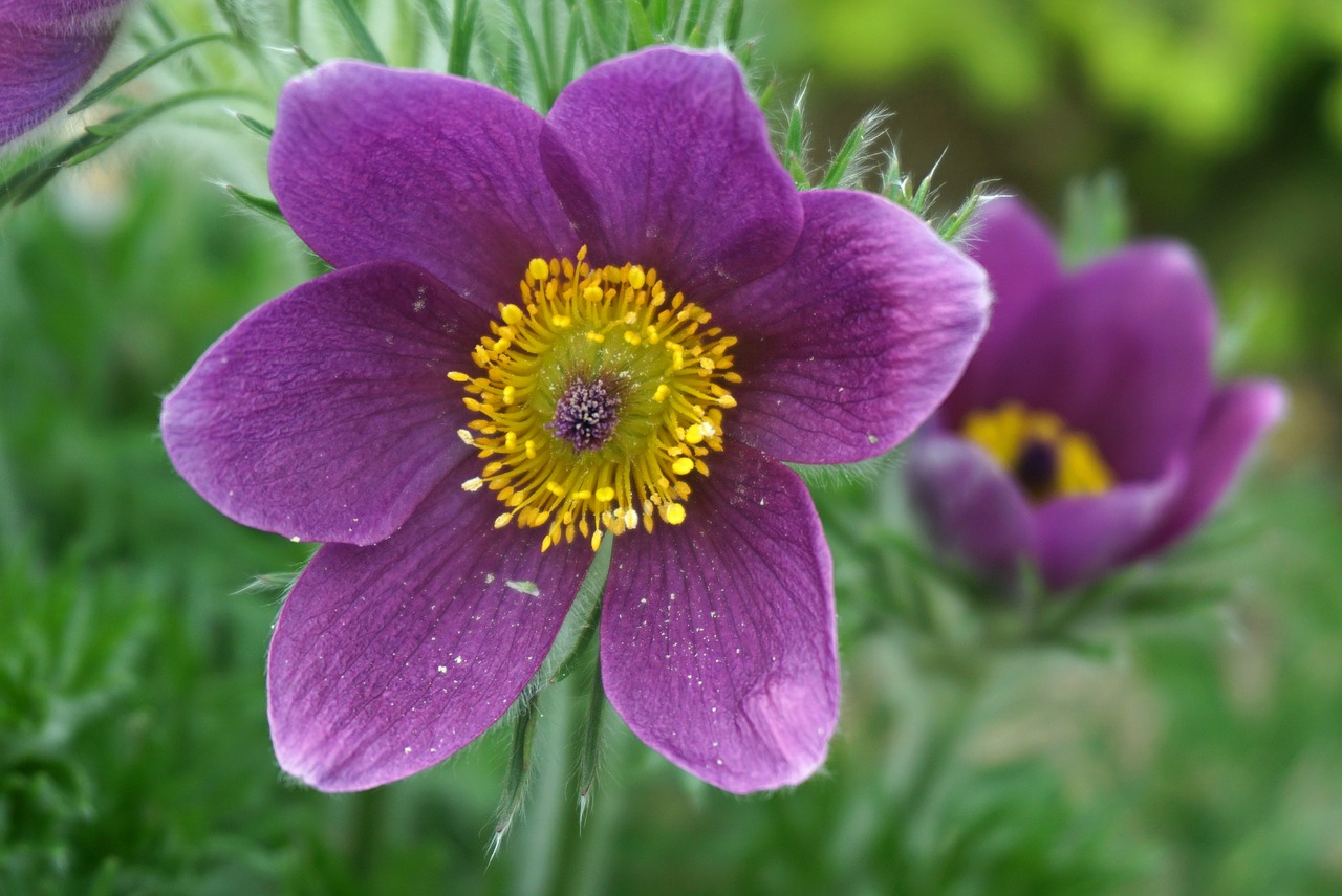 30 Best Purple Flowers: For A Beautiful Garden – Eddys Green Corner