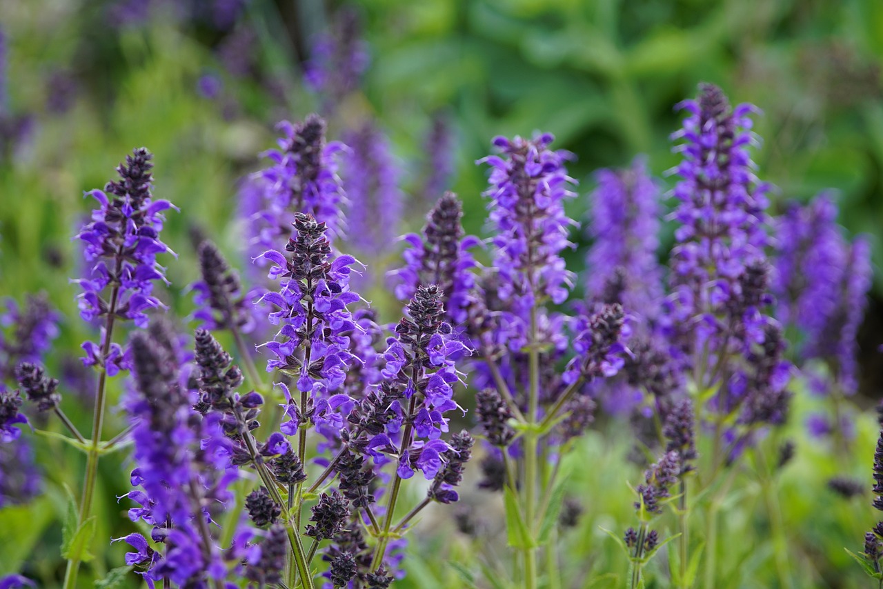 30 Best Purple Flowers: For A Beautiful Garden – Eddys Green Corner