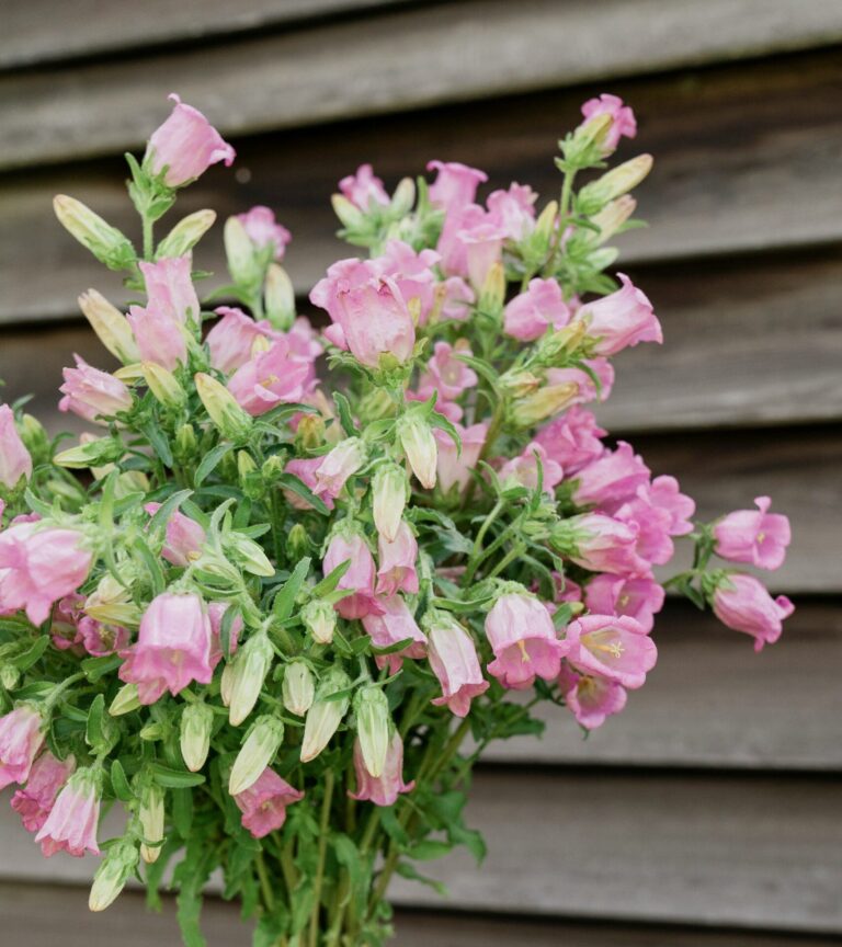 30 Best Pink Flowers for an Elegant Garden – Eddys Green Corner