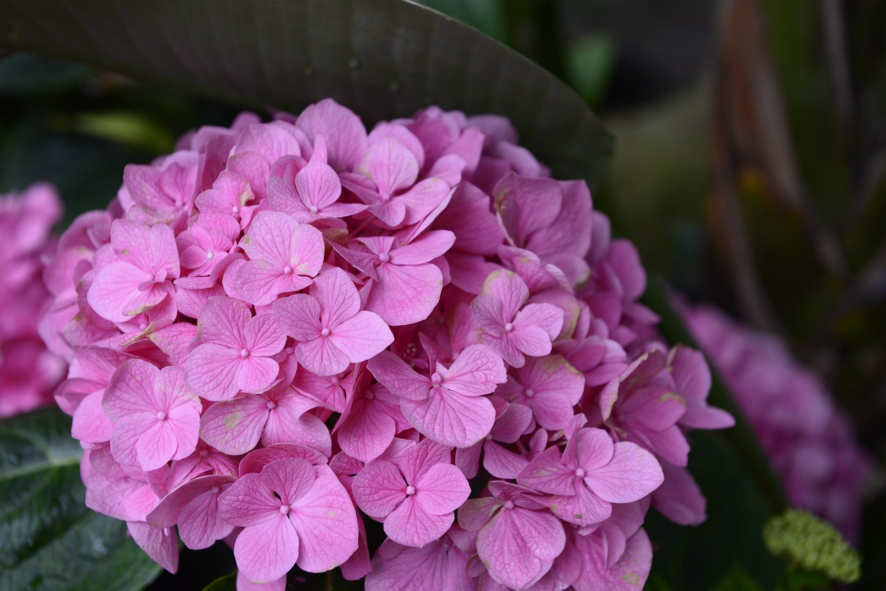 30 Best Pink Flowers for an Elegant Garden – Eddys Green Corner