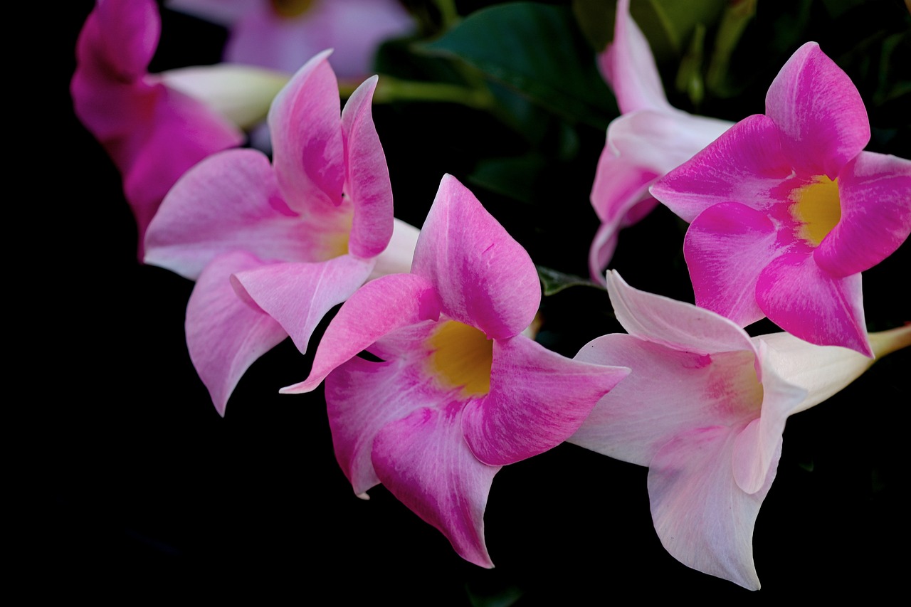 30 Best Pink Flowers for an Elegant Garden – Eddys Green Corner