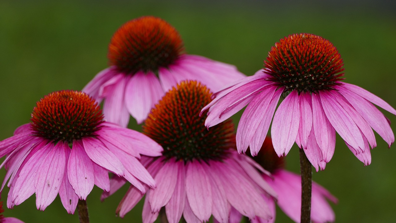 30 Best Pink Flowers for an Elegant Garden – Eddys Green Corner