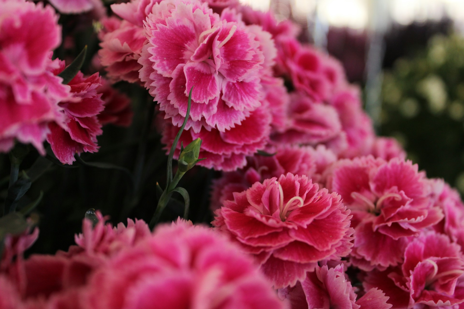 30 Best Pink Flowers for an Elegant Garden – Eddys Green Corner