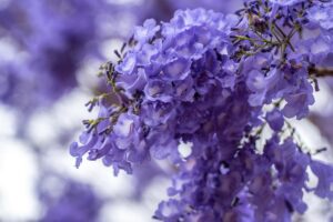 14 Best Flowering Trees in Pakistan for Beautiful Blooms – Eddys Green ...