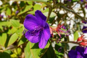 14 Best Flowering Trees in Pakistan for Beautiful Blooms – Eddys Green ...